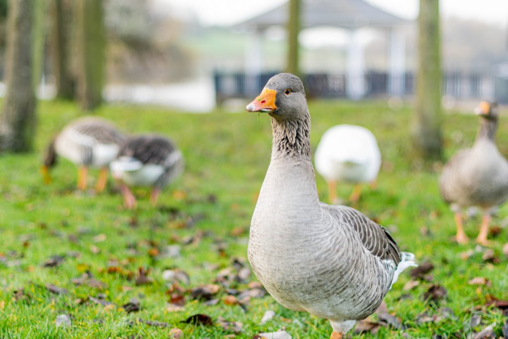 Shetland Geese and Steinbacher Geese - Backyard Poultry
